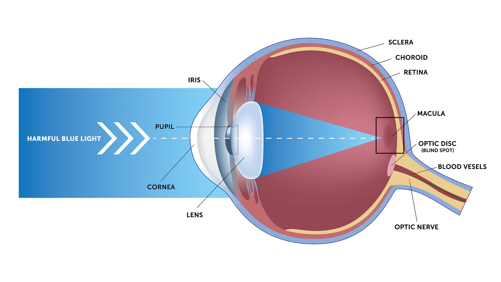 Blue Light What Is It And How Does It Affect Our Eyes 48 OFF